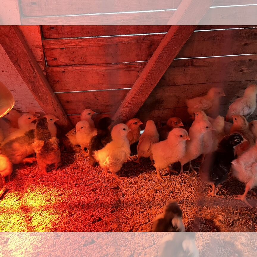 Цыплята суточные несушки