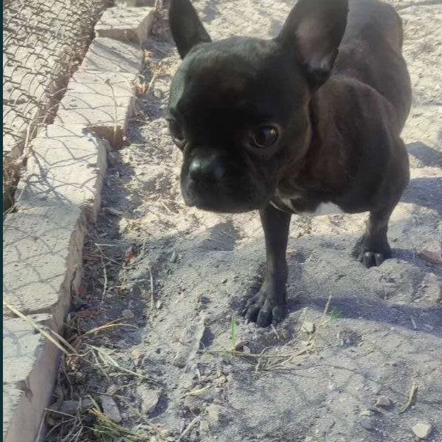 Фоанцузкий бульдог