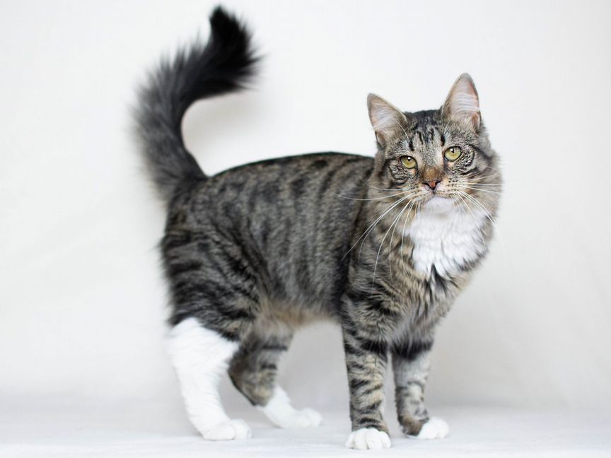 Шикарный котик Марсик 1 год
