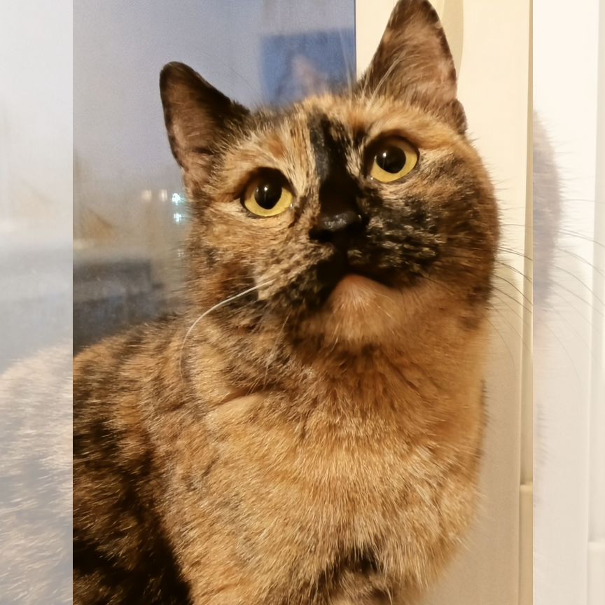 Британский короткошёрстный котёнок