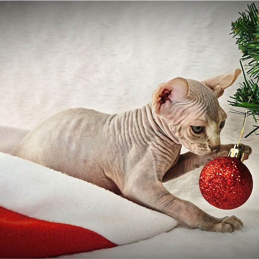 Канадский сфинкс котёнок