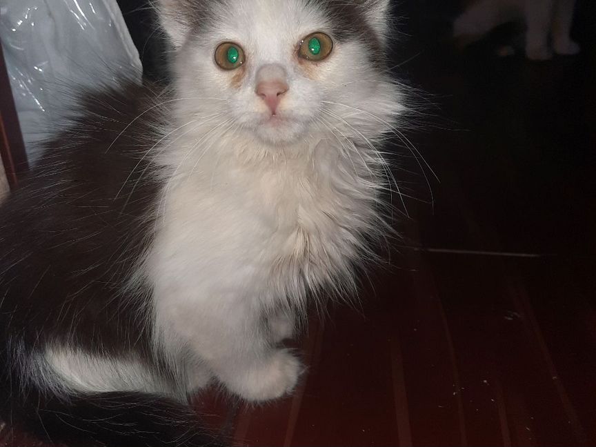 Кошечка в добрые руки