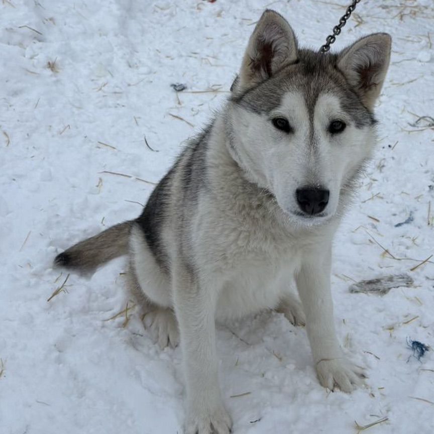 Аляскинский маламут, щенок