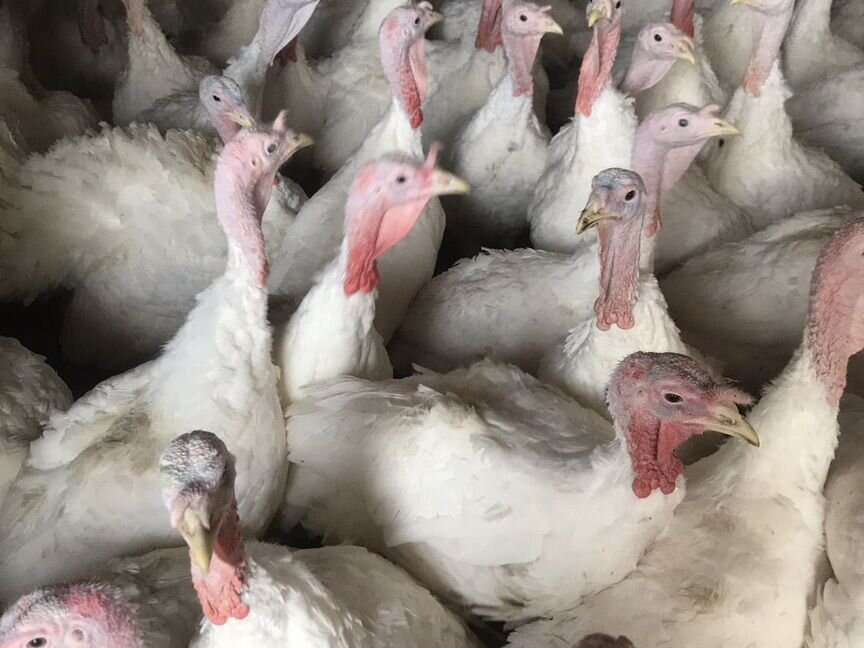 Индюки Самцы (8-10кг) белые