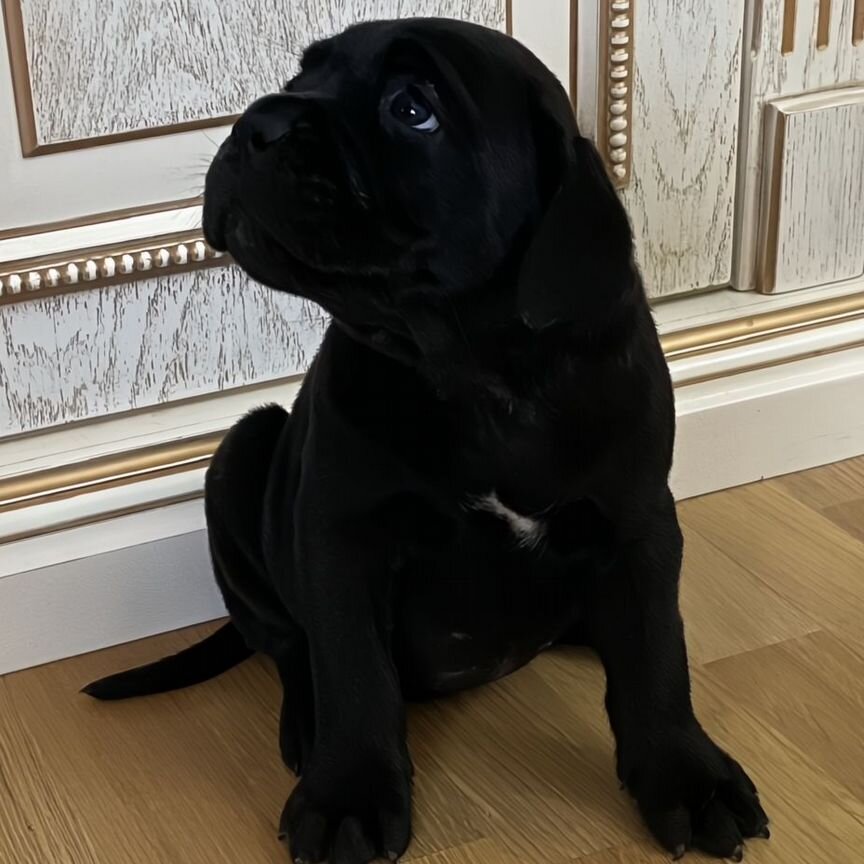 Кане-корсо, щенок