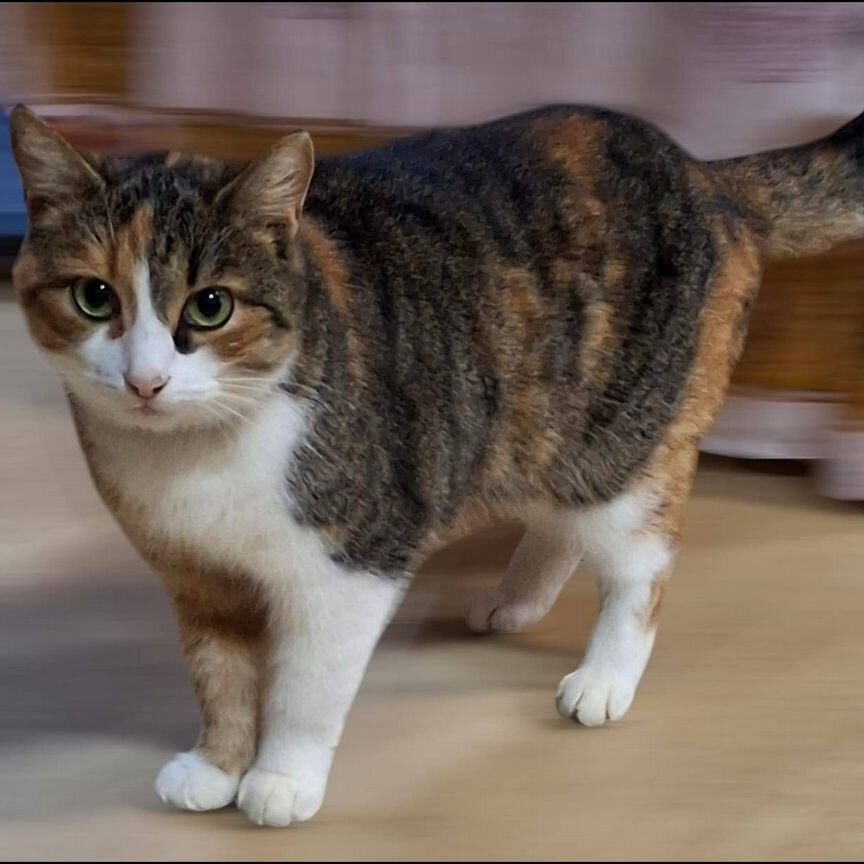 Разноцветная кошечка Маня