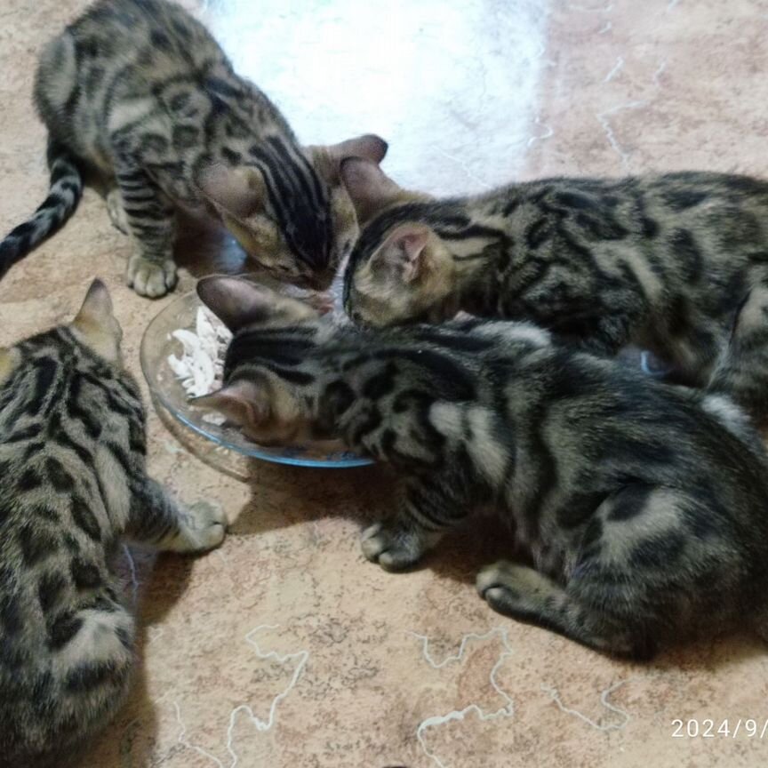 Бенгальские котята