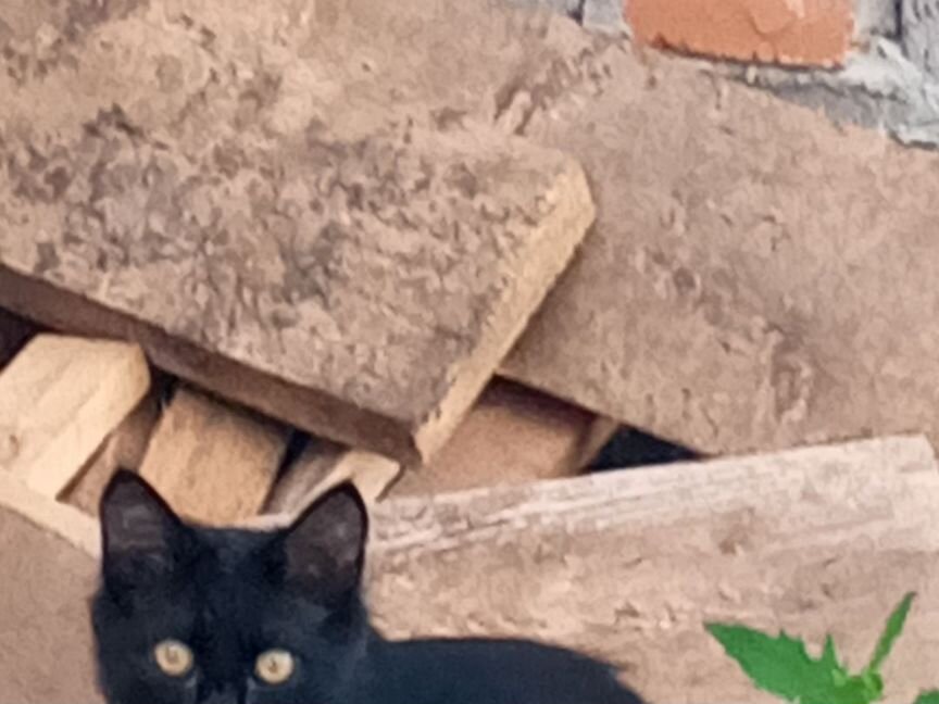 Котята в добрые руки бесплатно