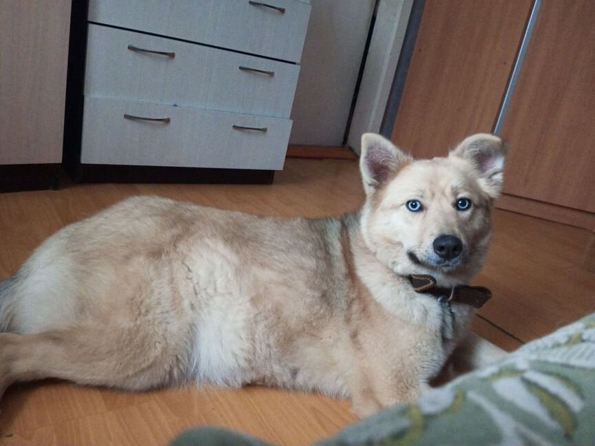 Мама хаски по кличке Джесси