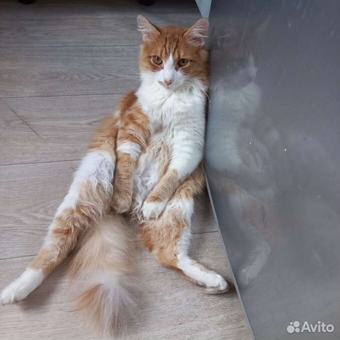 Кот Абрикос, добрый ласковый, как котёнок