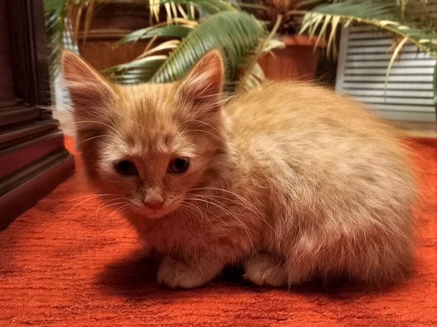 Котёнок с грустными глазами
