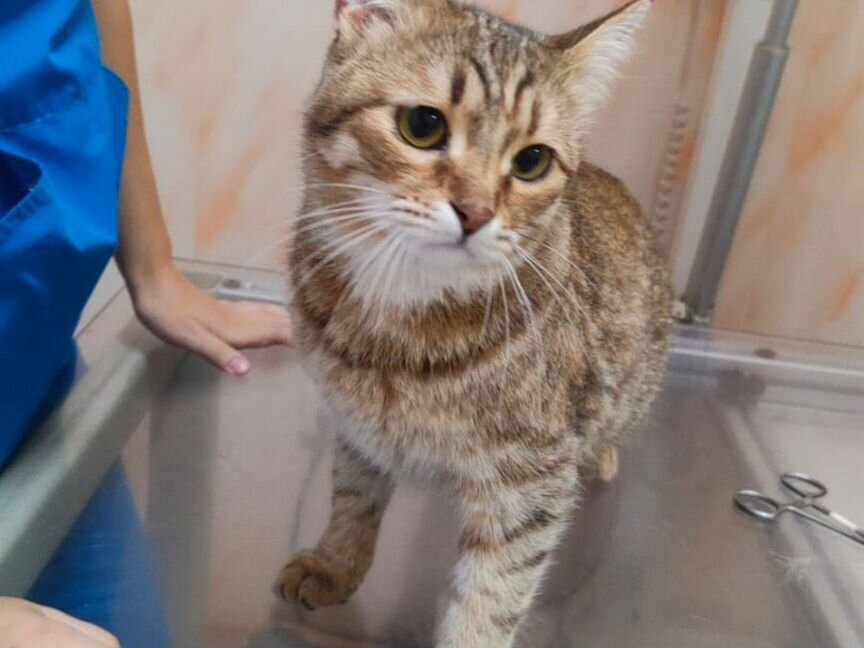 Кошечка. Серафима Стерильна. В самые добрые руки