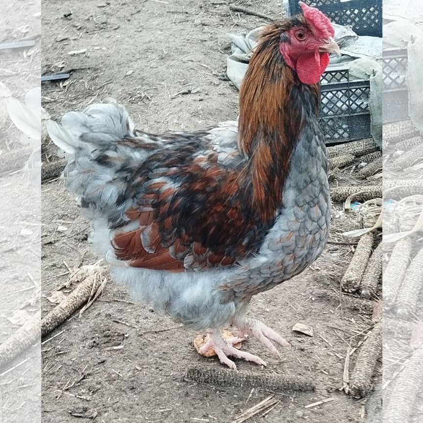 Молодые петушки