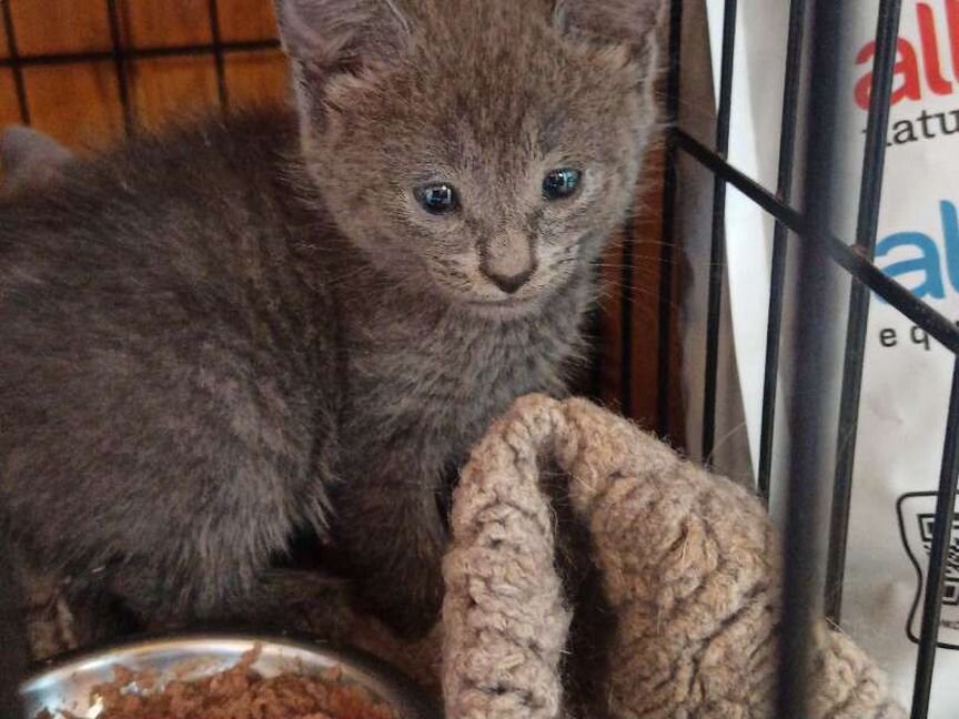 Котятки