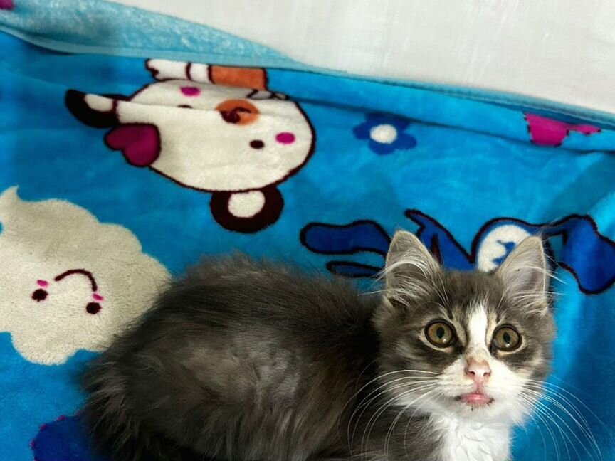 Котенок Бублик в дар