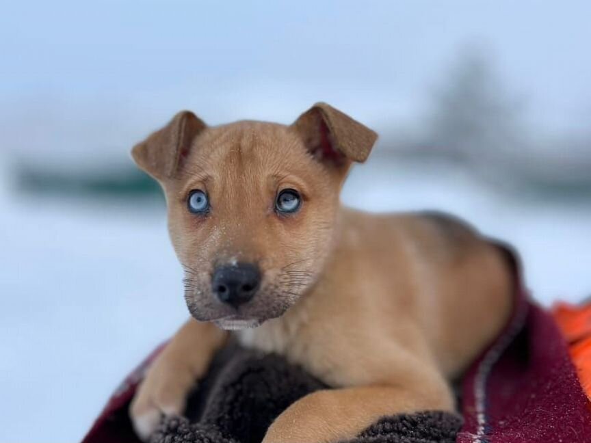 Милейшие щеночки ищут дом