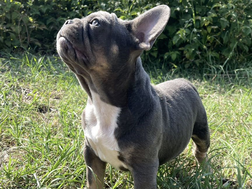 Французский бульдог