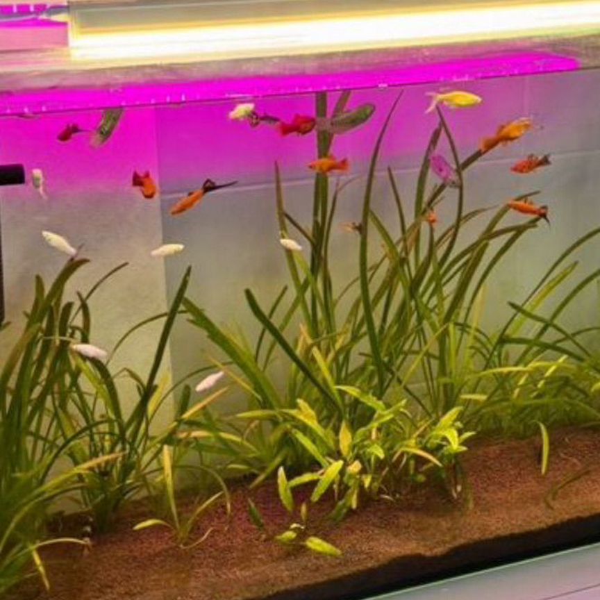 Аквариумные рыбы