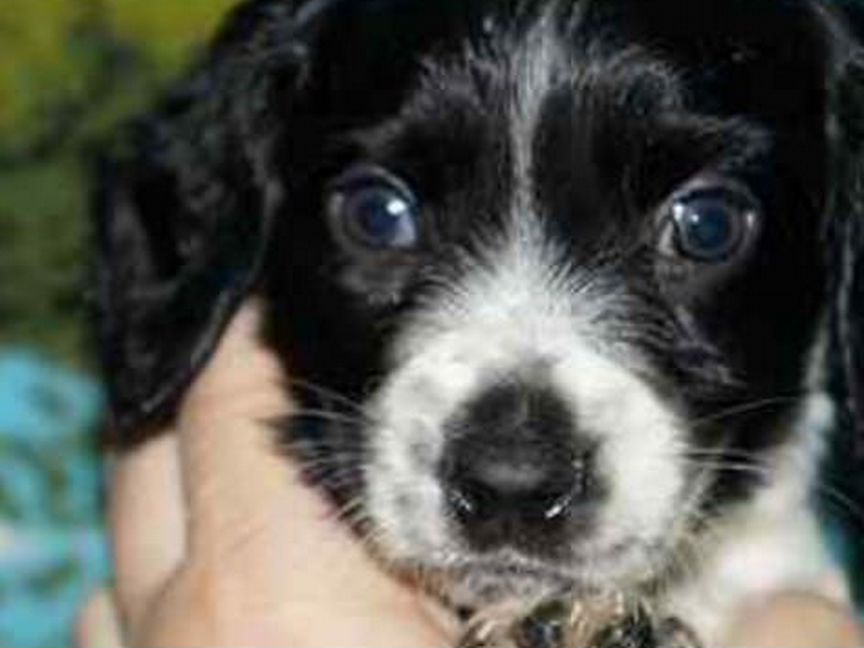 Русский спаниель