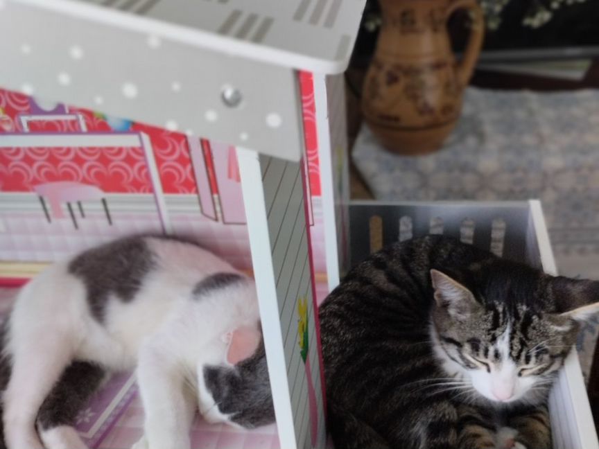 Милые котята
