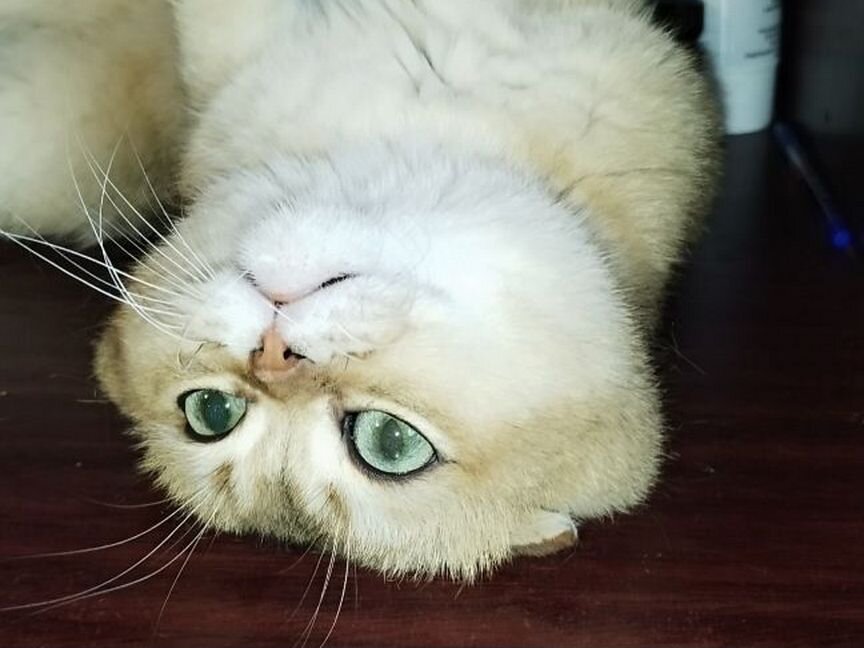 Большой выбор котят