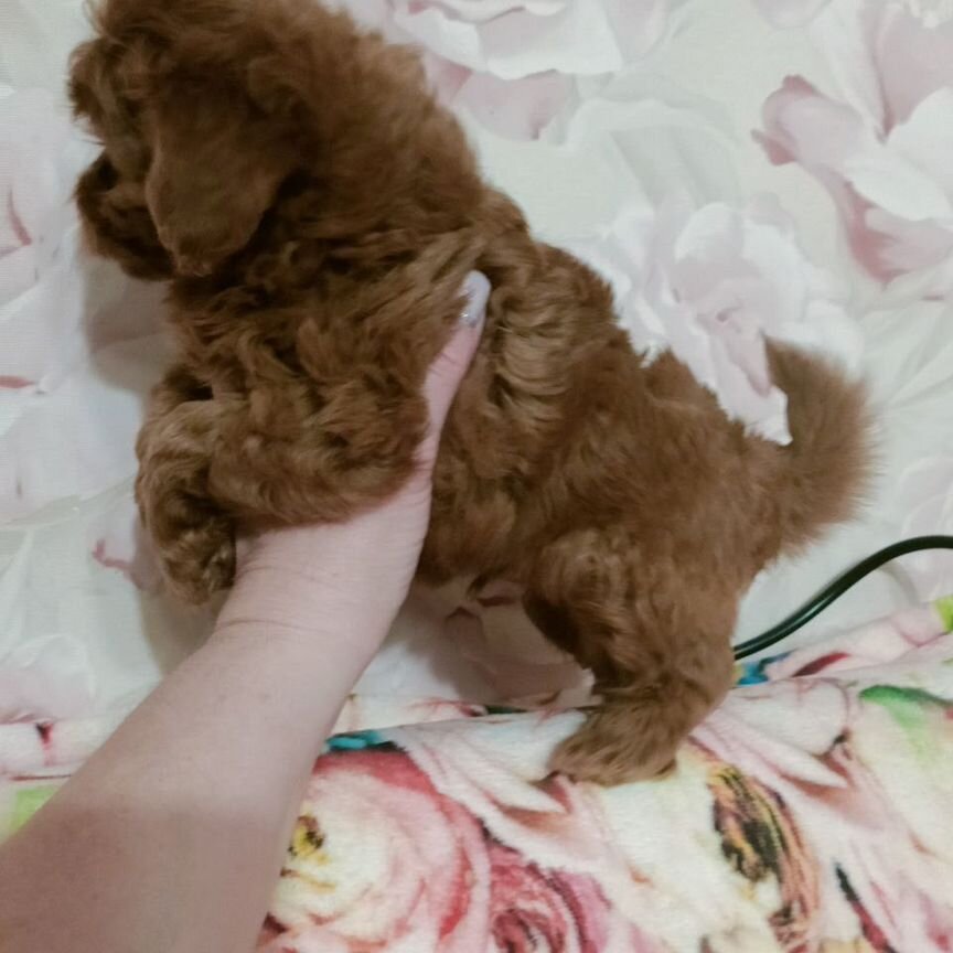 Пудель, щенок