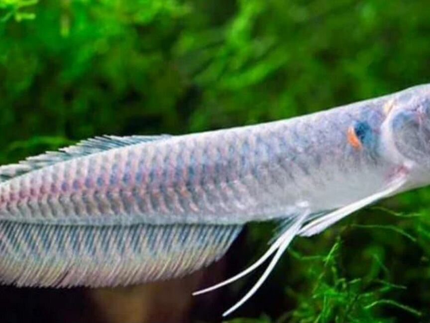 Аравана рыба