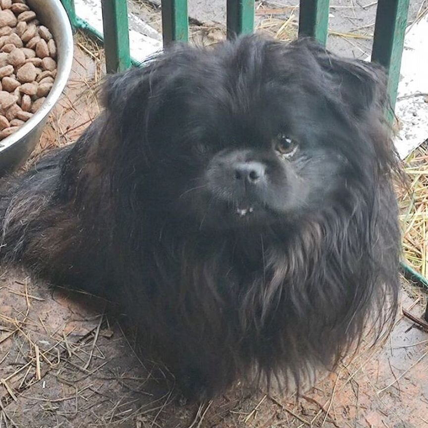 Красивый пикенесик спасите