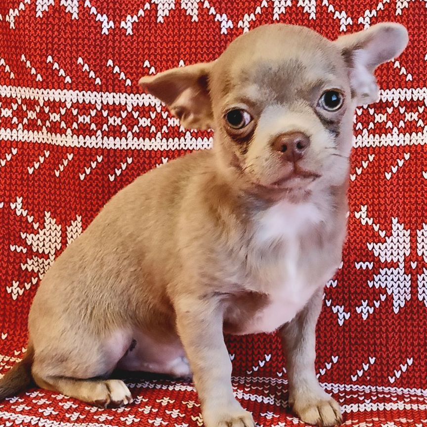 Чихуахуа, щенок