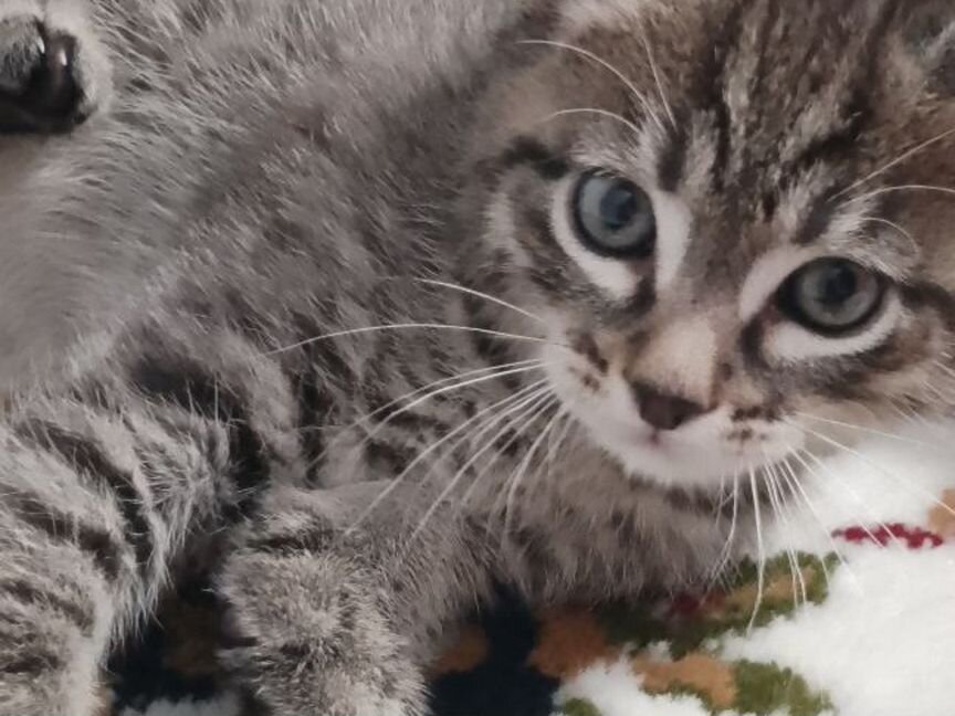 Сибирский котёнок