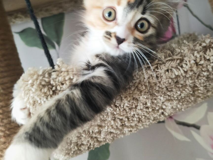 Нежность в дом