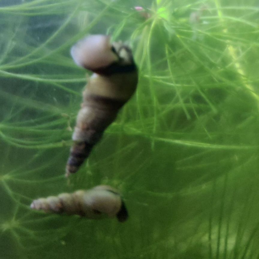 Улитки аквариумные мелании