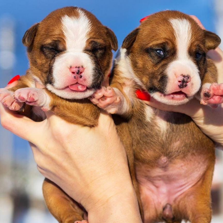 Американский стаффордширский терьер, щенок