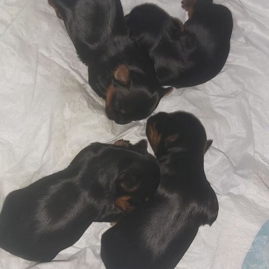 Детки йорка