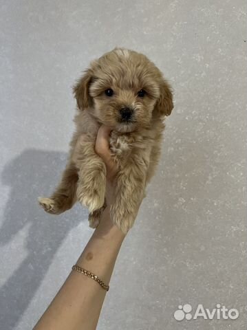 Мальтипу ф1 кукольная девочка карамелька