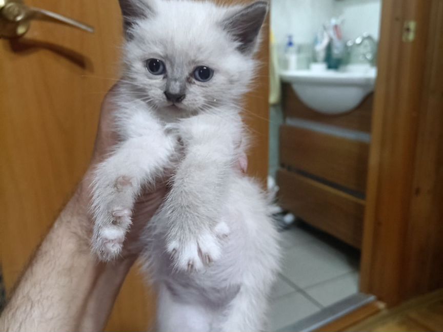 Сиамские котята