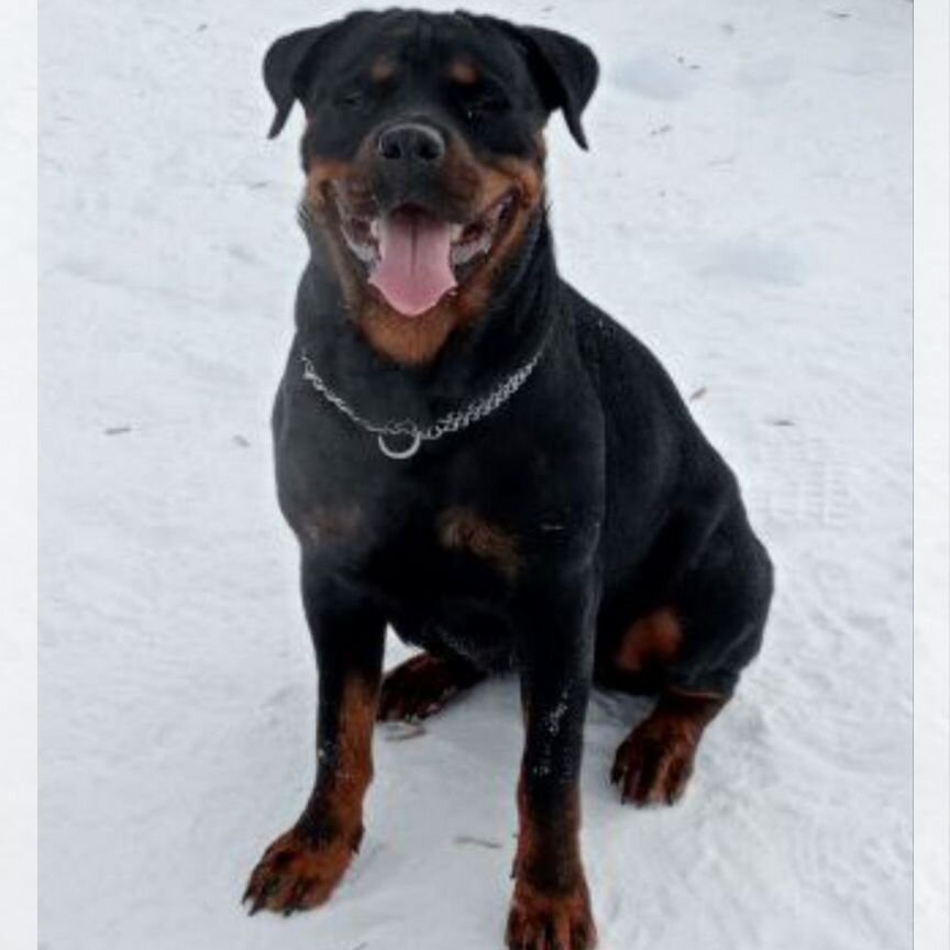 Ротвейлер, щенок