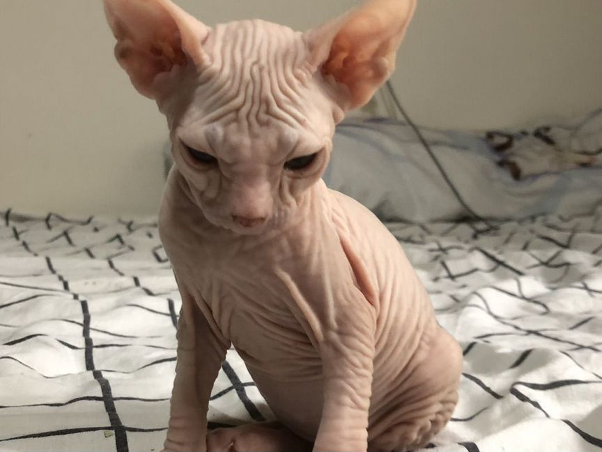 Котята сфинкс