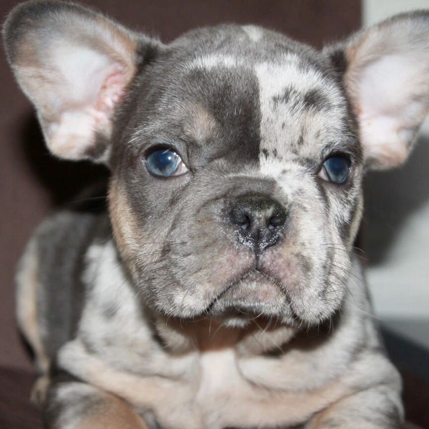 Французский бульдог щенки