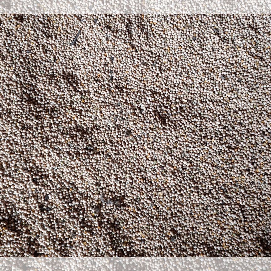 Горох кормовой