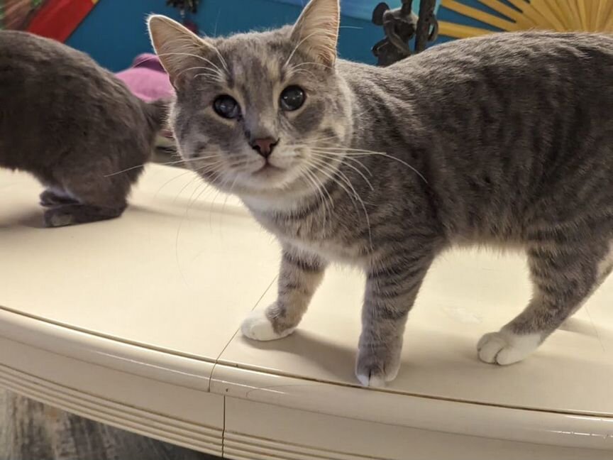 Кот