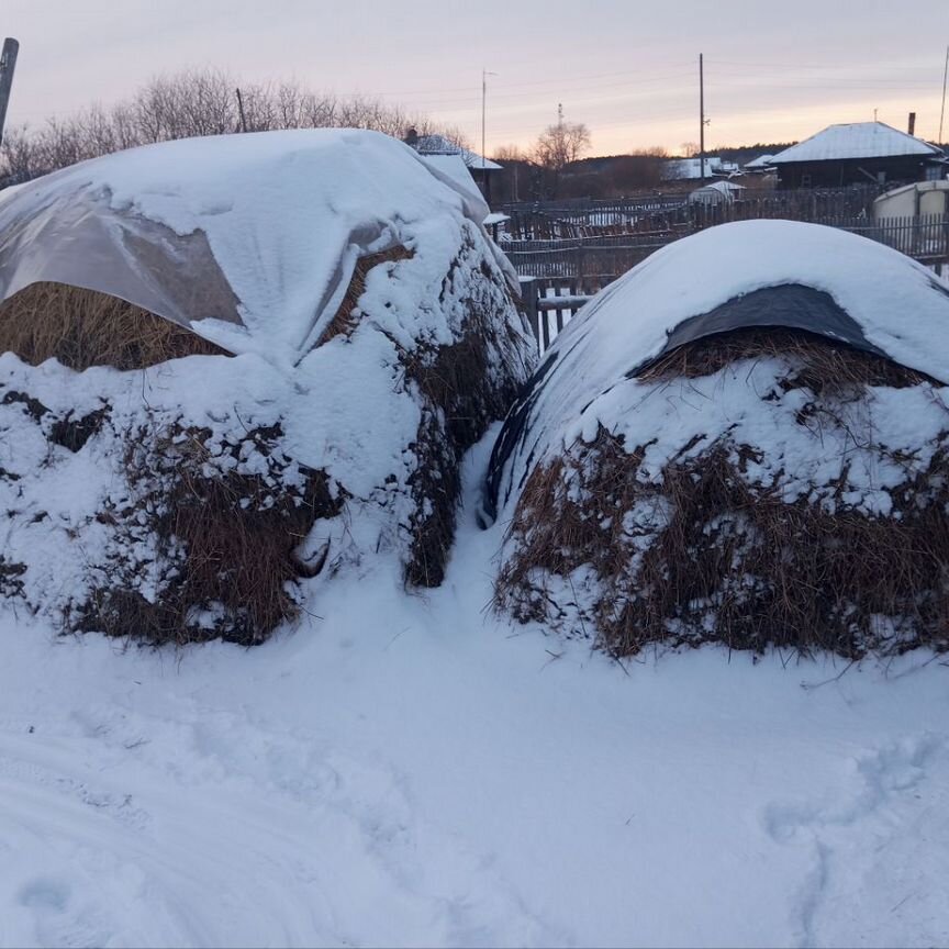 Продам сено