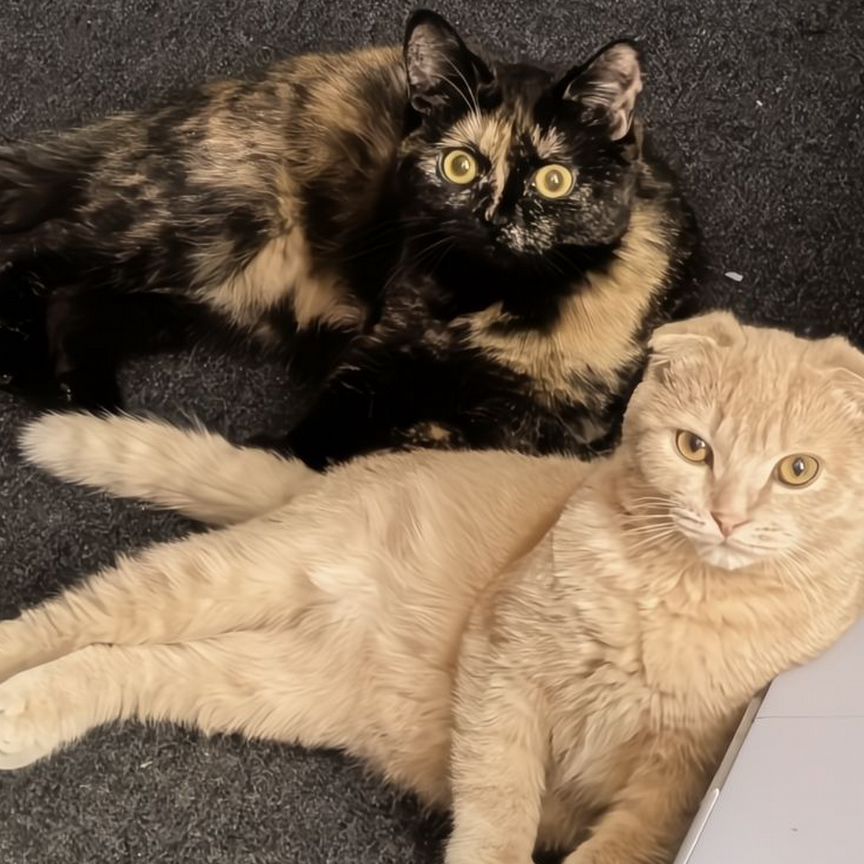 Шотландский вислоухий короткошёрстный, взрослый кот