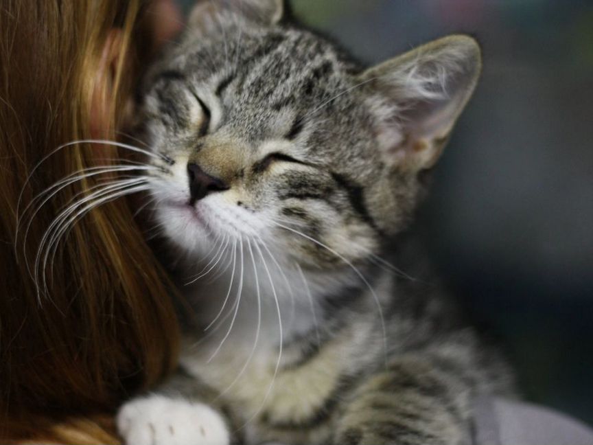 Котенок Нильс в добрые руки бесплатно в дар