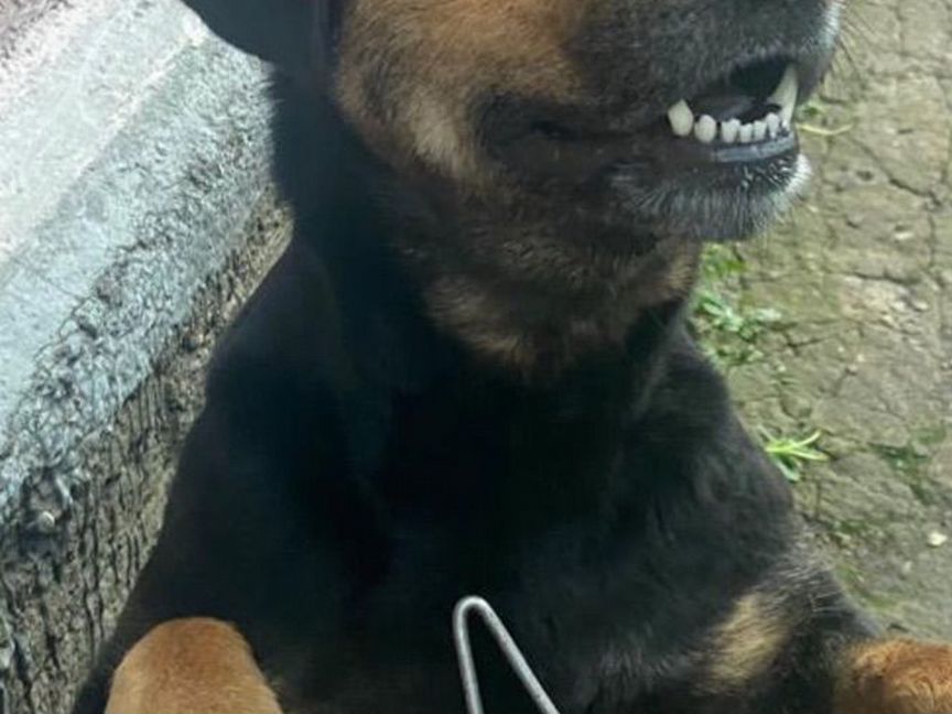 Отдам даром замечательных щенков