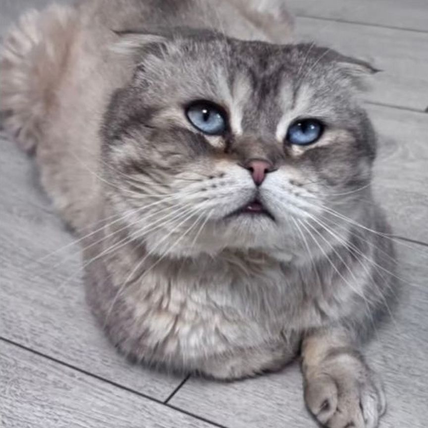 Шотландский вислоухий короткошёрстный, взрослый кот