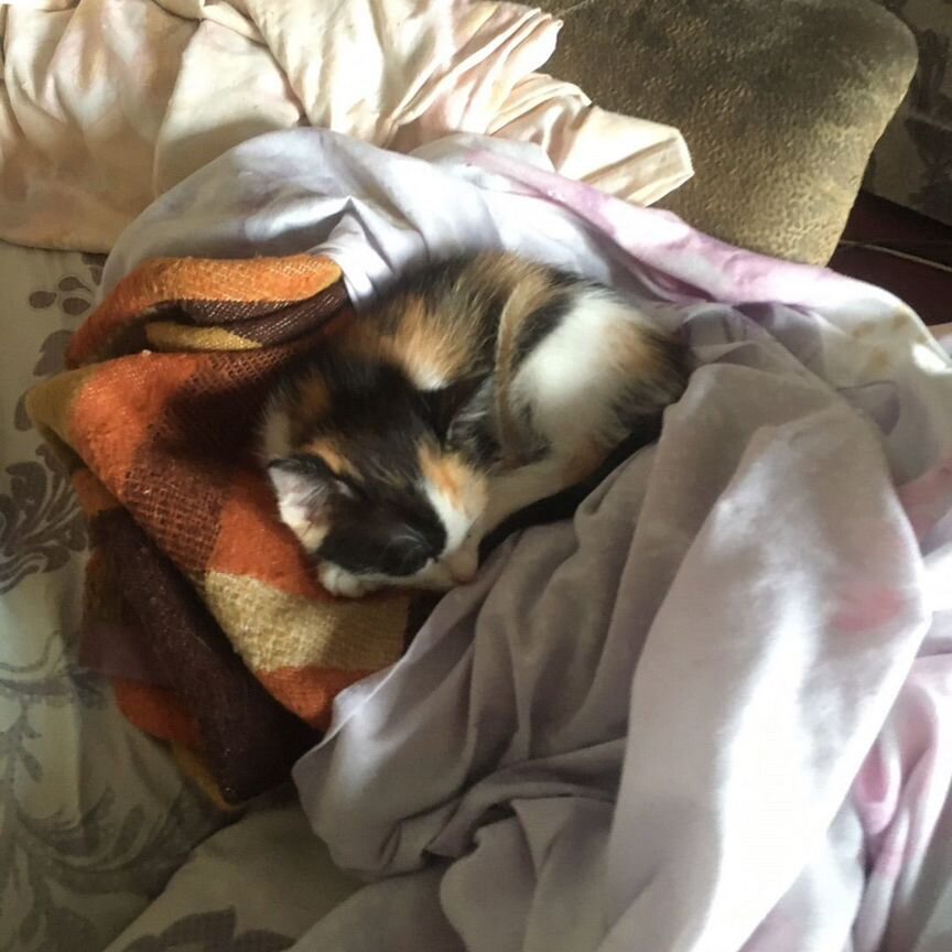 Котята в добрые руки бесплатно