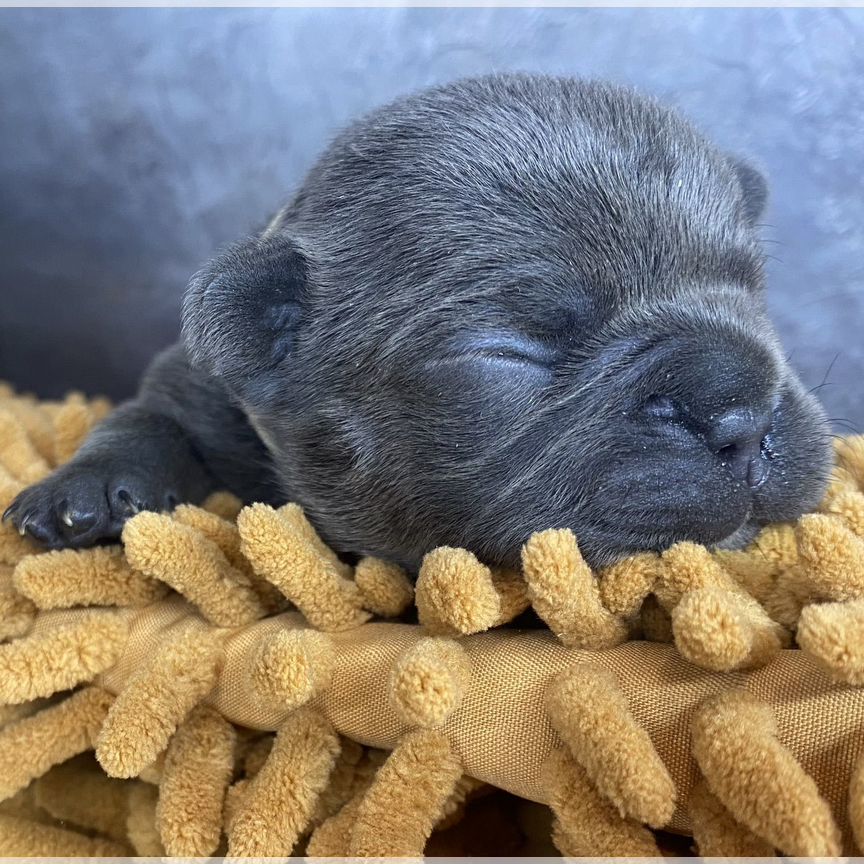 Французский бульдог щенки голубые