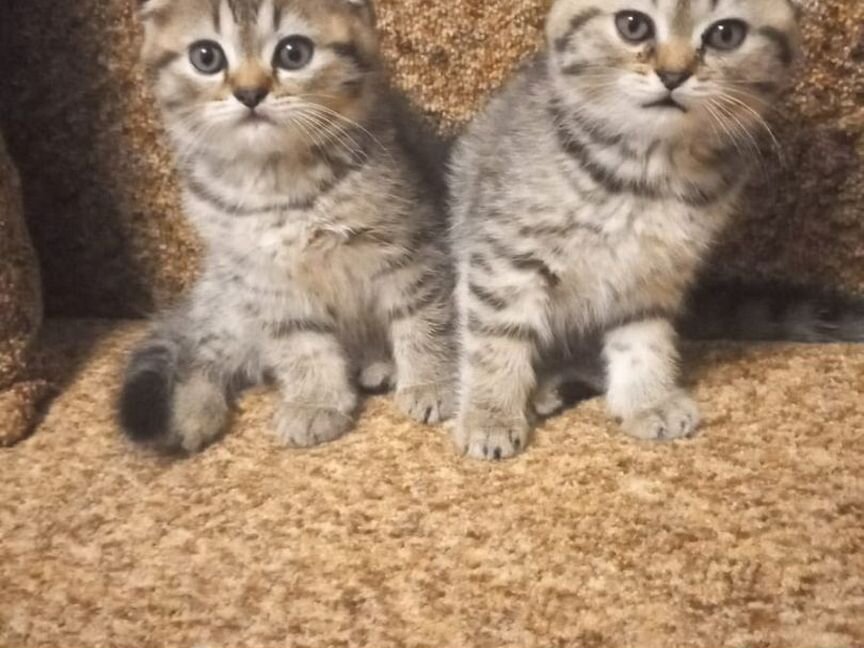Шотландские вислоухие котята