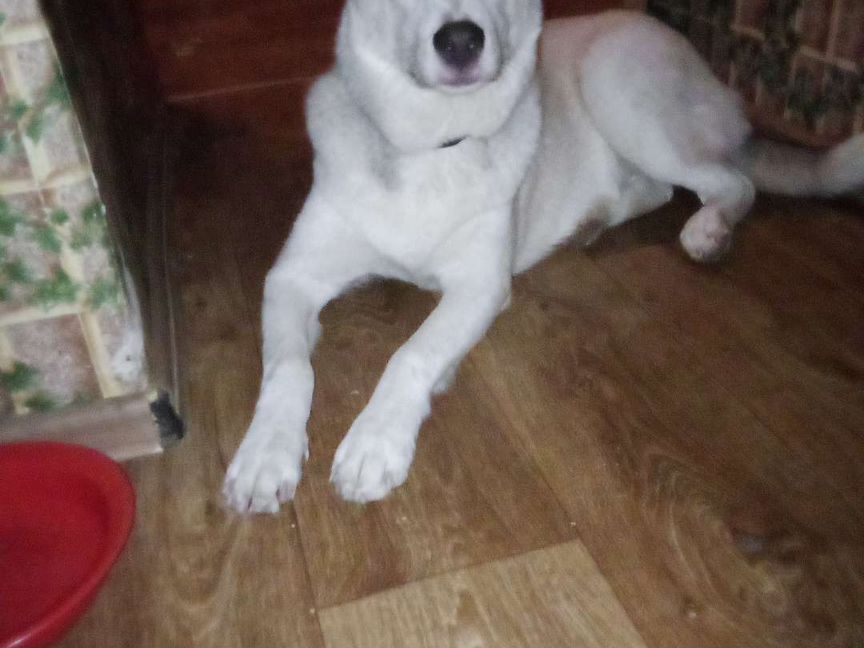 Собака в добрые руки отдам бесплатно